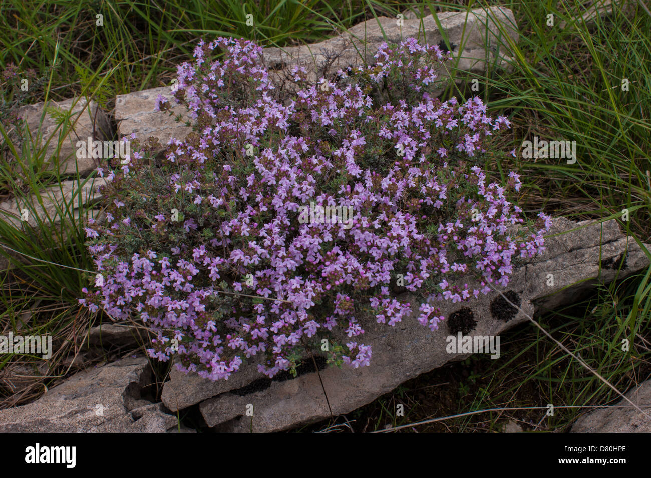 Thym flower hi-res stock photography and images - Alamy
