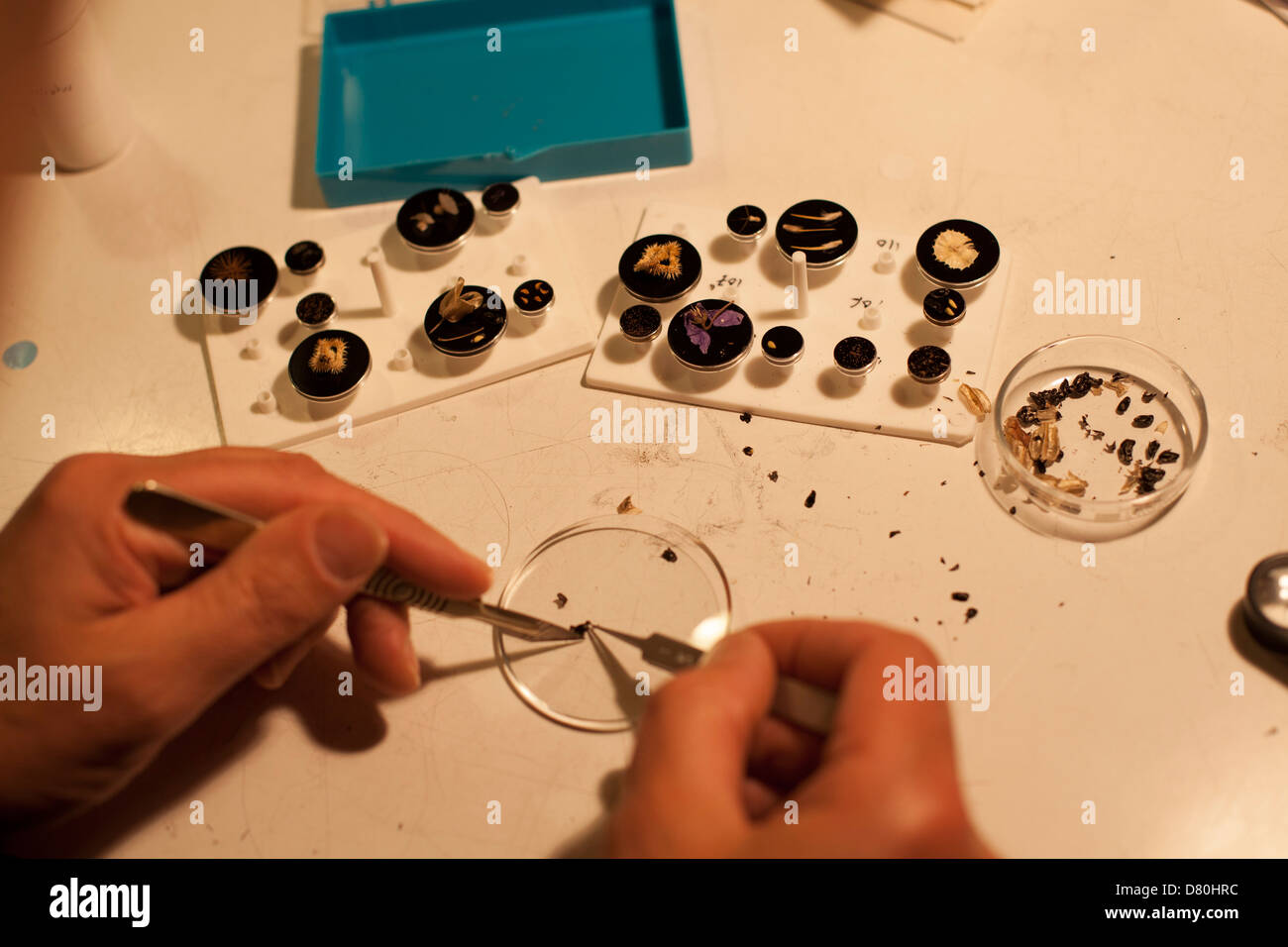 Dissecting microscope hi-res stock photography and images - Alamy