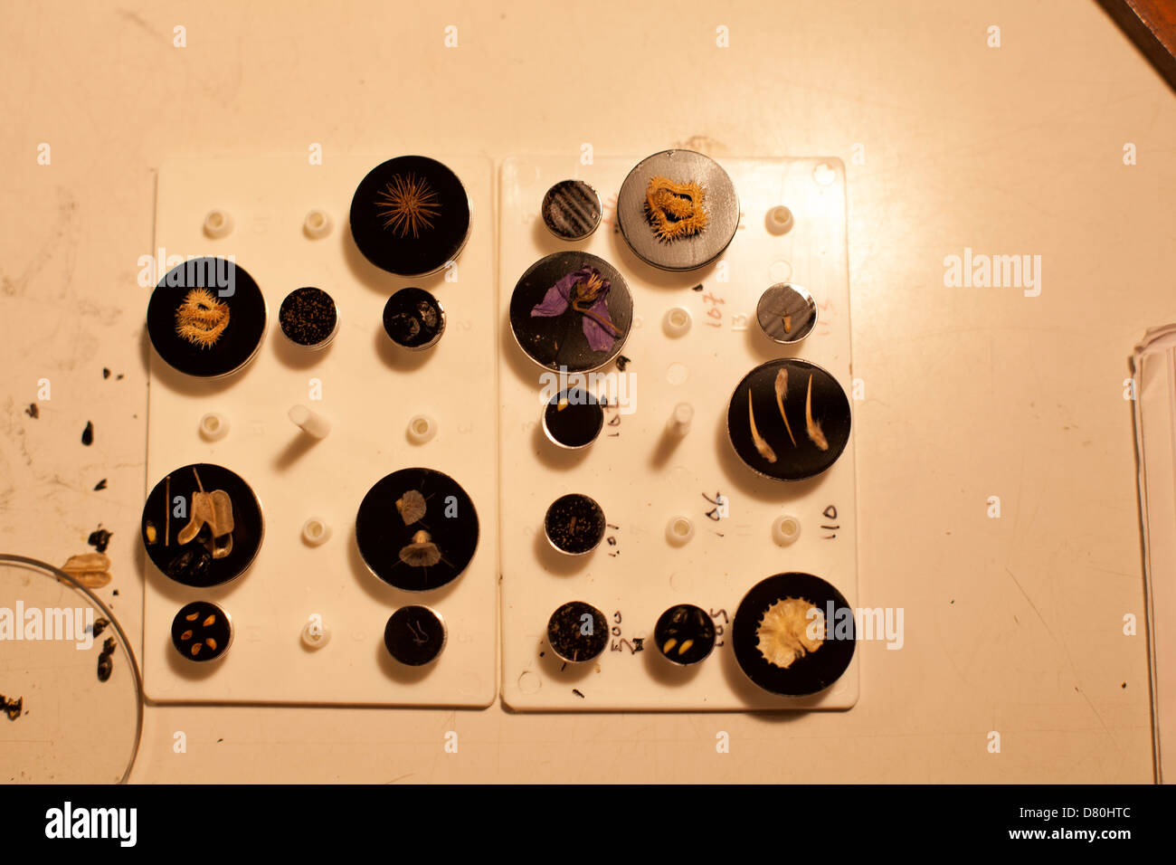 dissecting seeds in preparation for an electron microscope Stock Photo ...