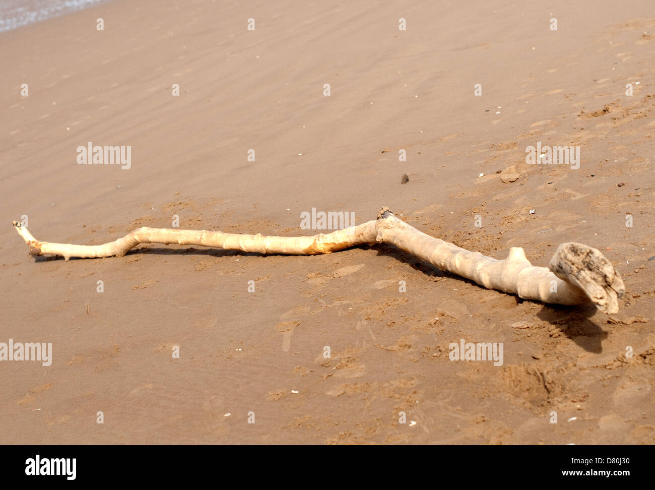 Washed up branch on the beach Stock Photo - Alamy