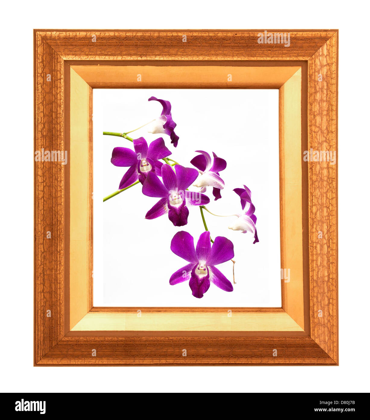 Orchid flower frame gold. A white background Stock Photo - Alamy