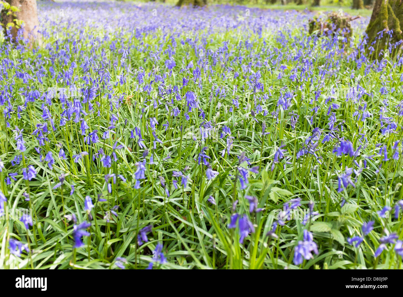 Wales forest spring hi-res stock photography and images - Alamy