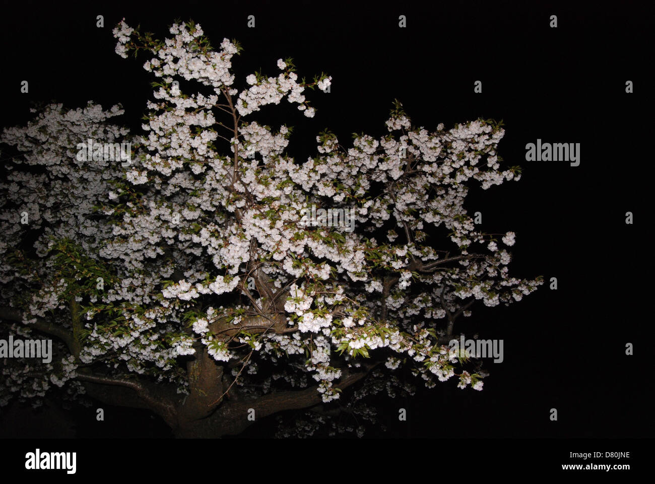 A cherry blossom tree on a summers night Stock Photo - Alamy