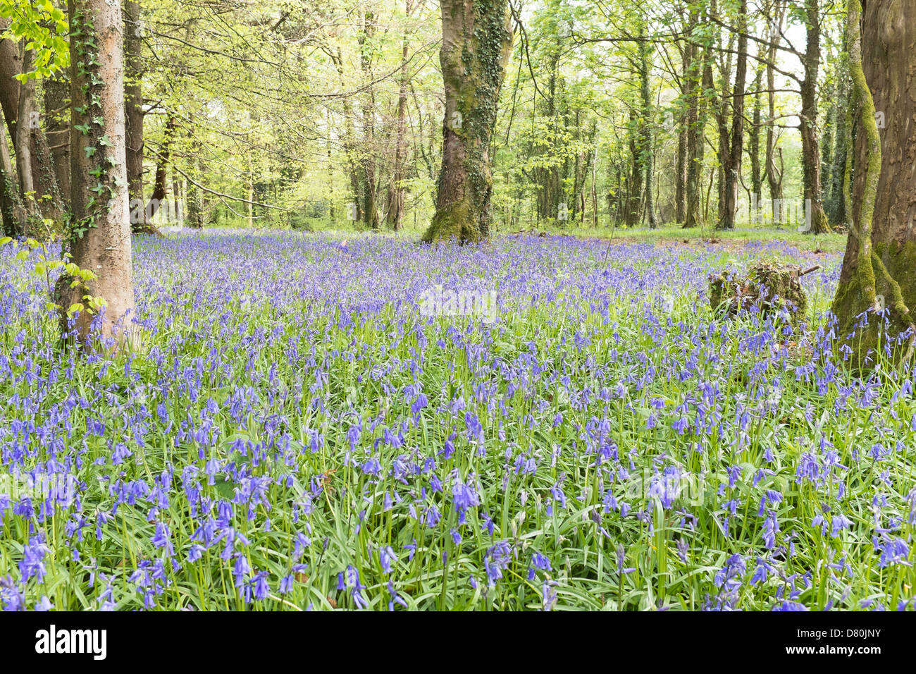 Bluebells in a forest in the spring Stock Photo - Alamy