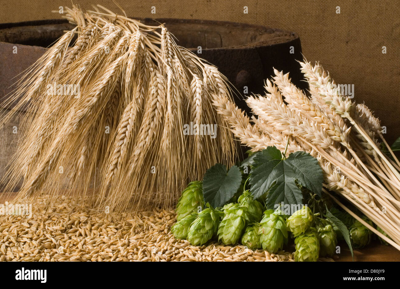 barley and hops Stock Photo - Alamy