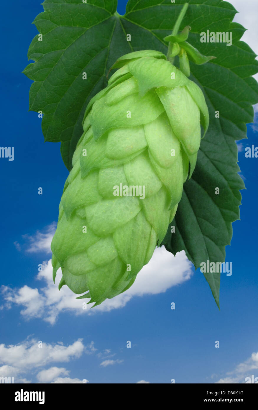 Hop cone hi-res stock photography and images - Alamy