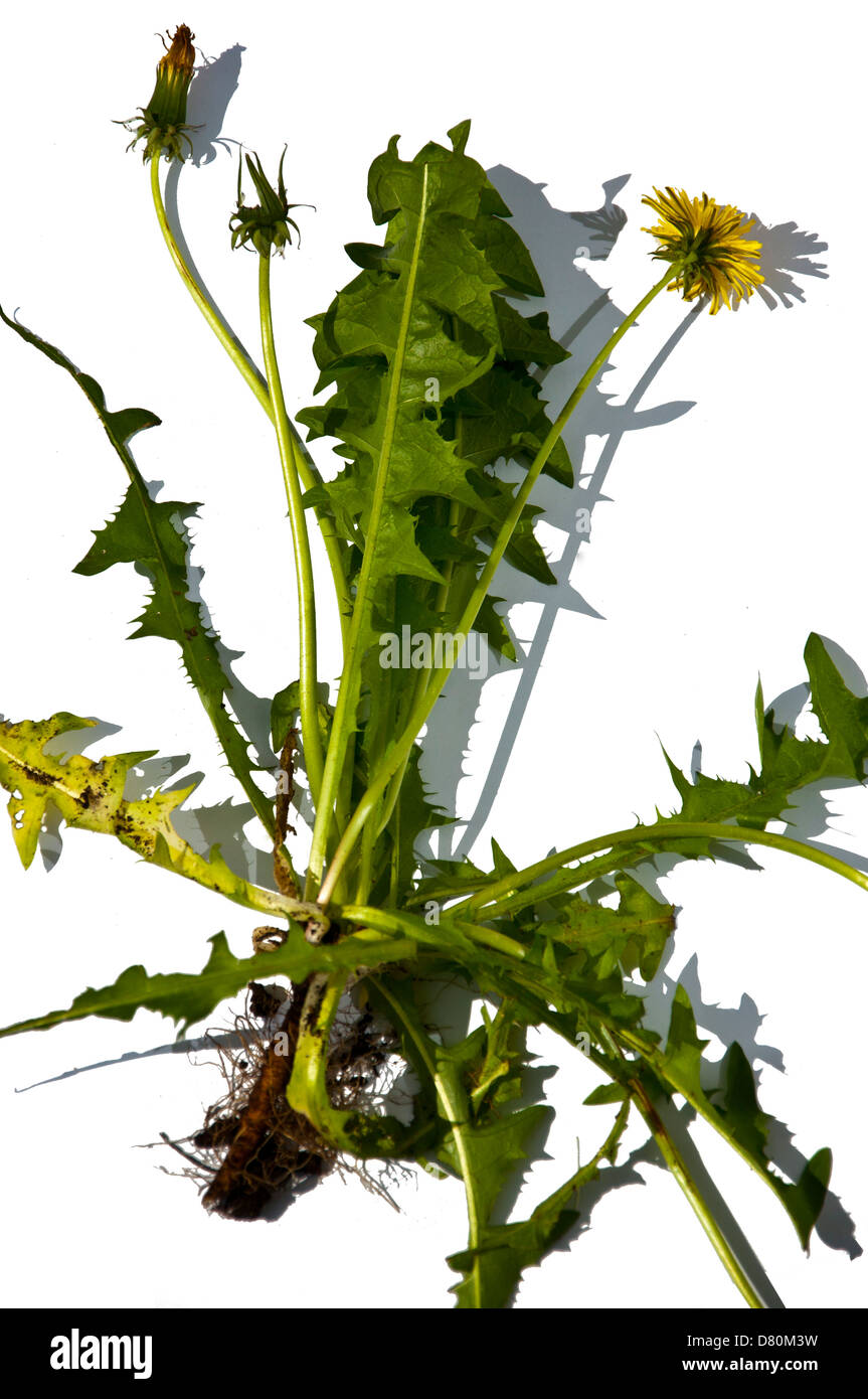 Dandelion plant hi-res stock photography and images - Alamy