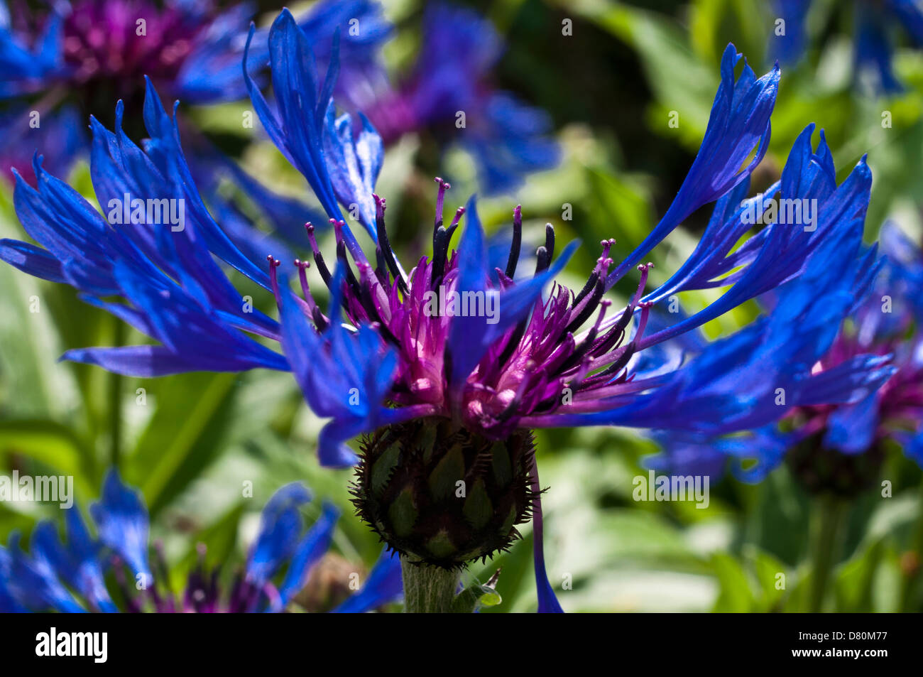 cornflower in garden Stock Photo - Alamy