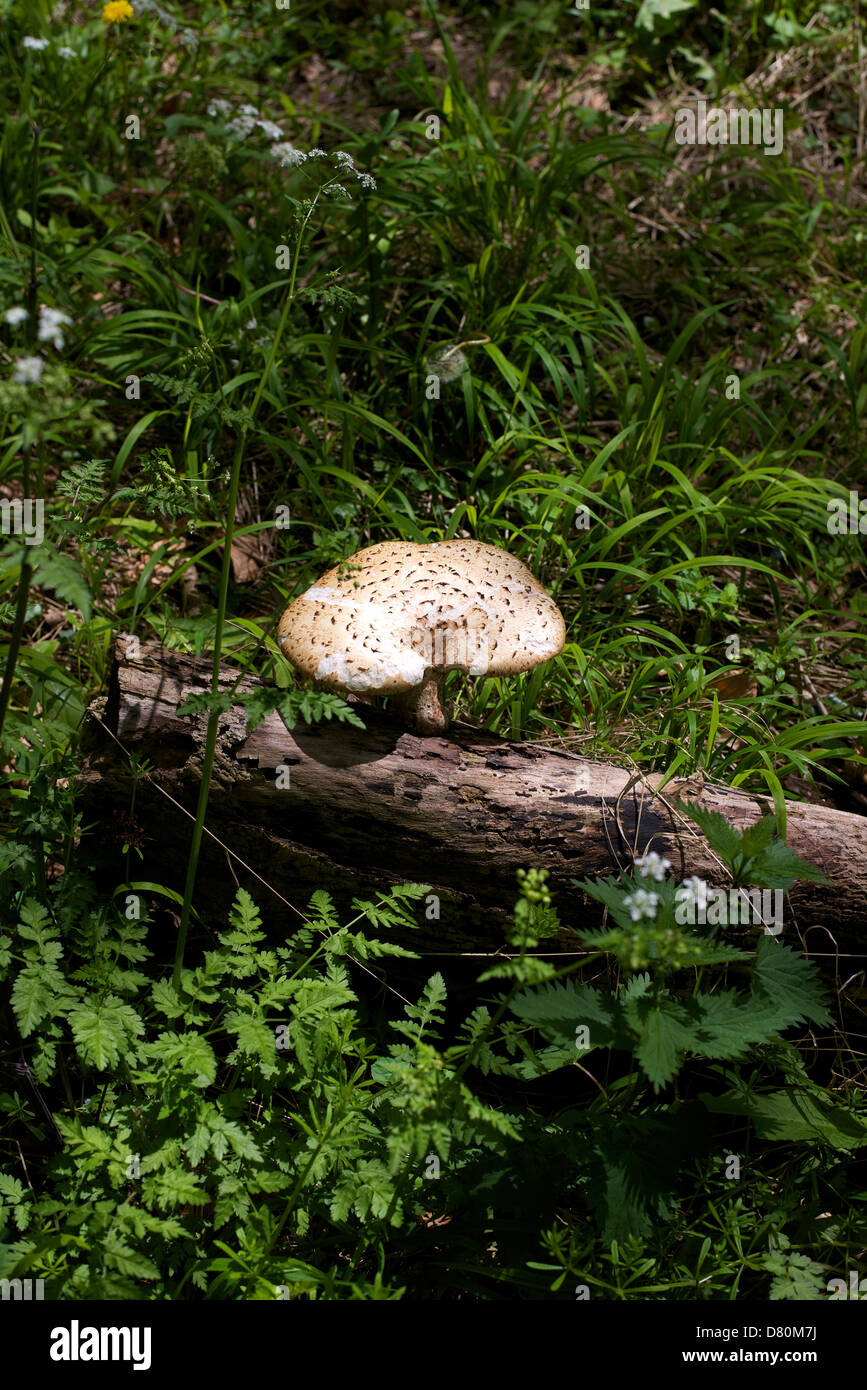 Dryad's Saddle Polyporus squamosus edible Tree Fungus growing on a log ...