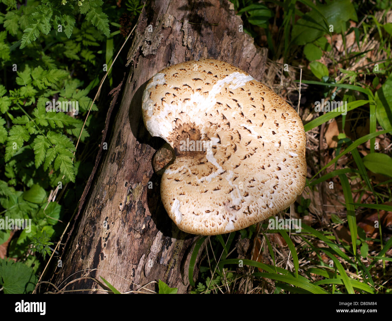 Dryad's Saddle Polyporus squamosus edible Tree Fungus growing on a log ...