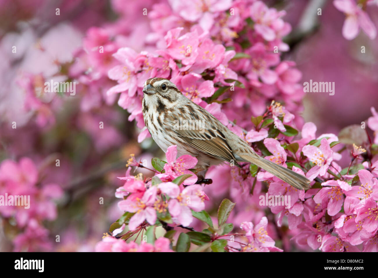 Sparrow in flowers hi-res stock photography and images - Alamy