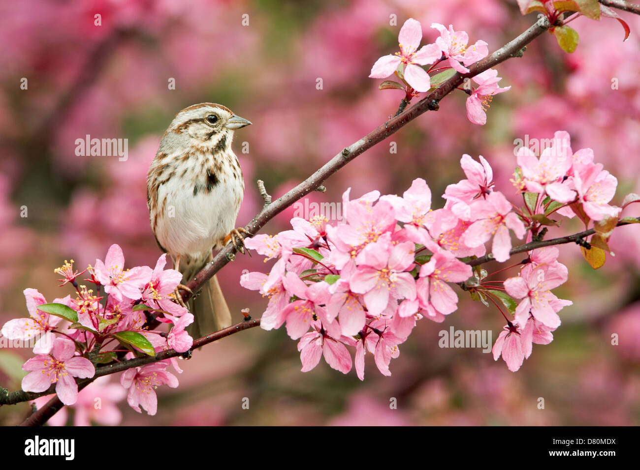 Song Sparrow perching in Crabapple Flowers bird songbird Ornithology ...