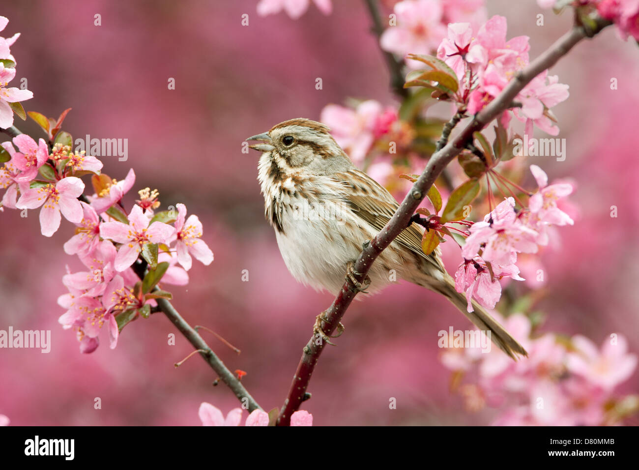 Song Sparrow perching in Crabapple Flowers bird songbird Ornithology ...