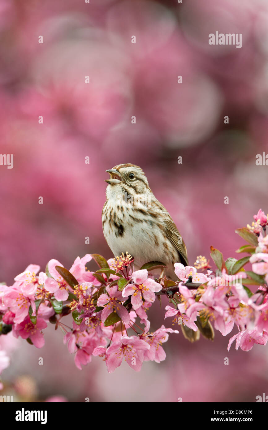 Song Sparrow Singing in Crabapple Flowers - vertical bird songbird ...