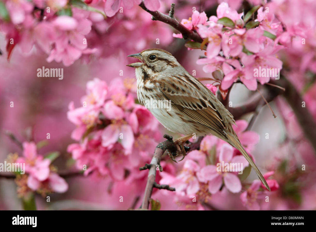 Song Sparrow Singing in Crabapple Flowers bird songbird Ornithology ...