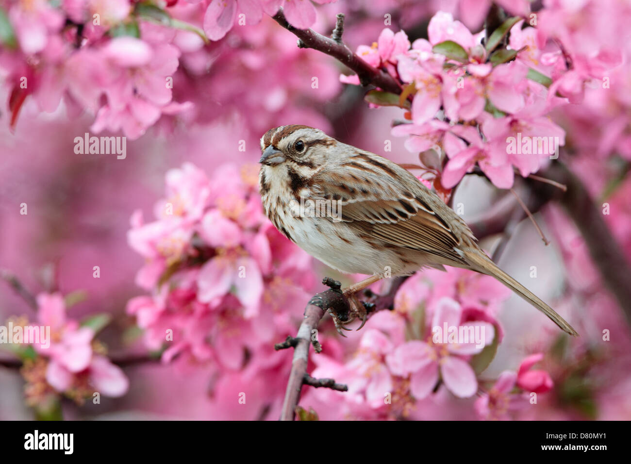 Song Sparrow perching in Crabapple Flowers bird songbird Ornithology ...