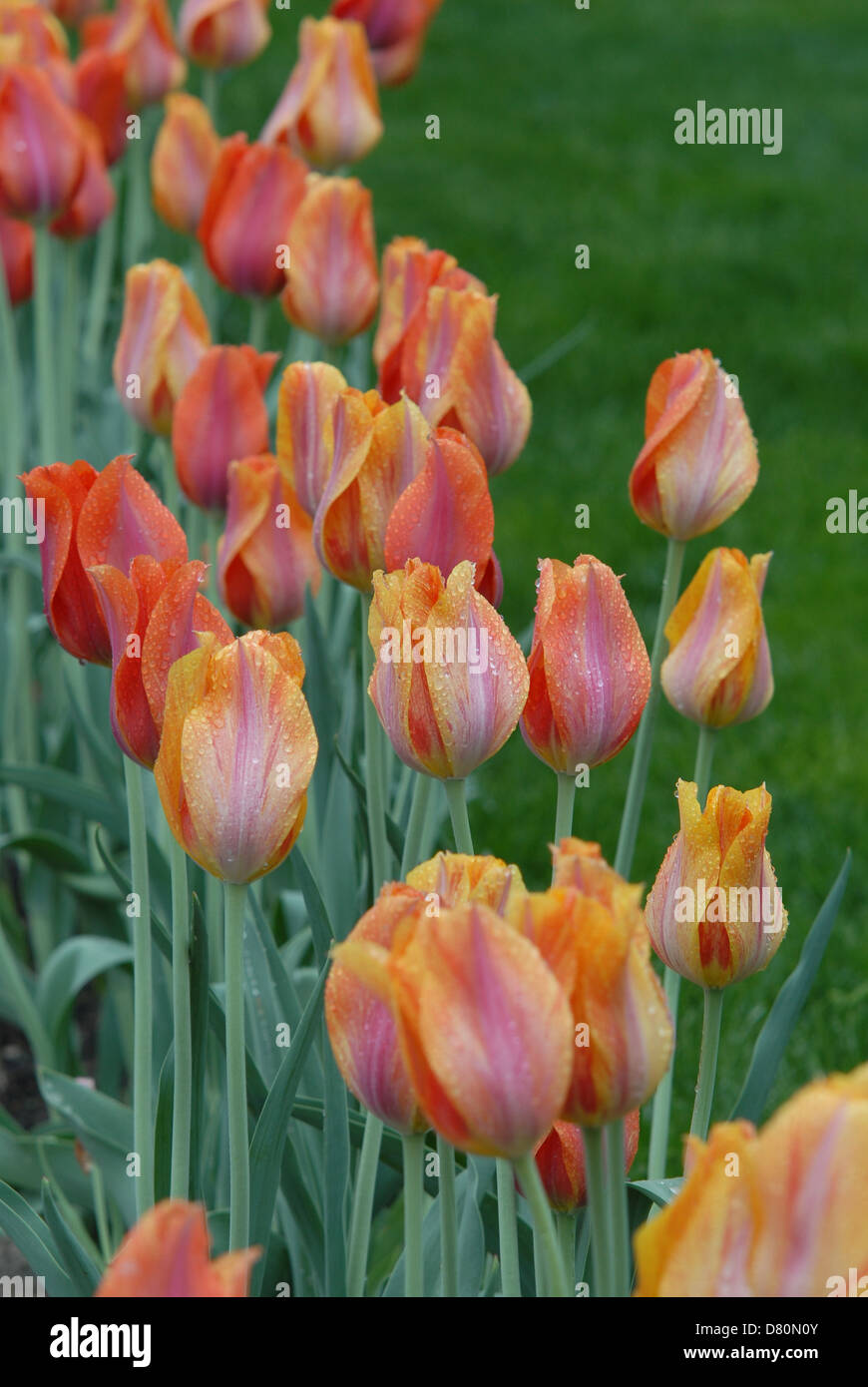 Variegated tulips hi-res stock photography and images - Alamy
