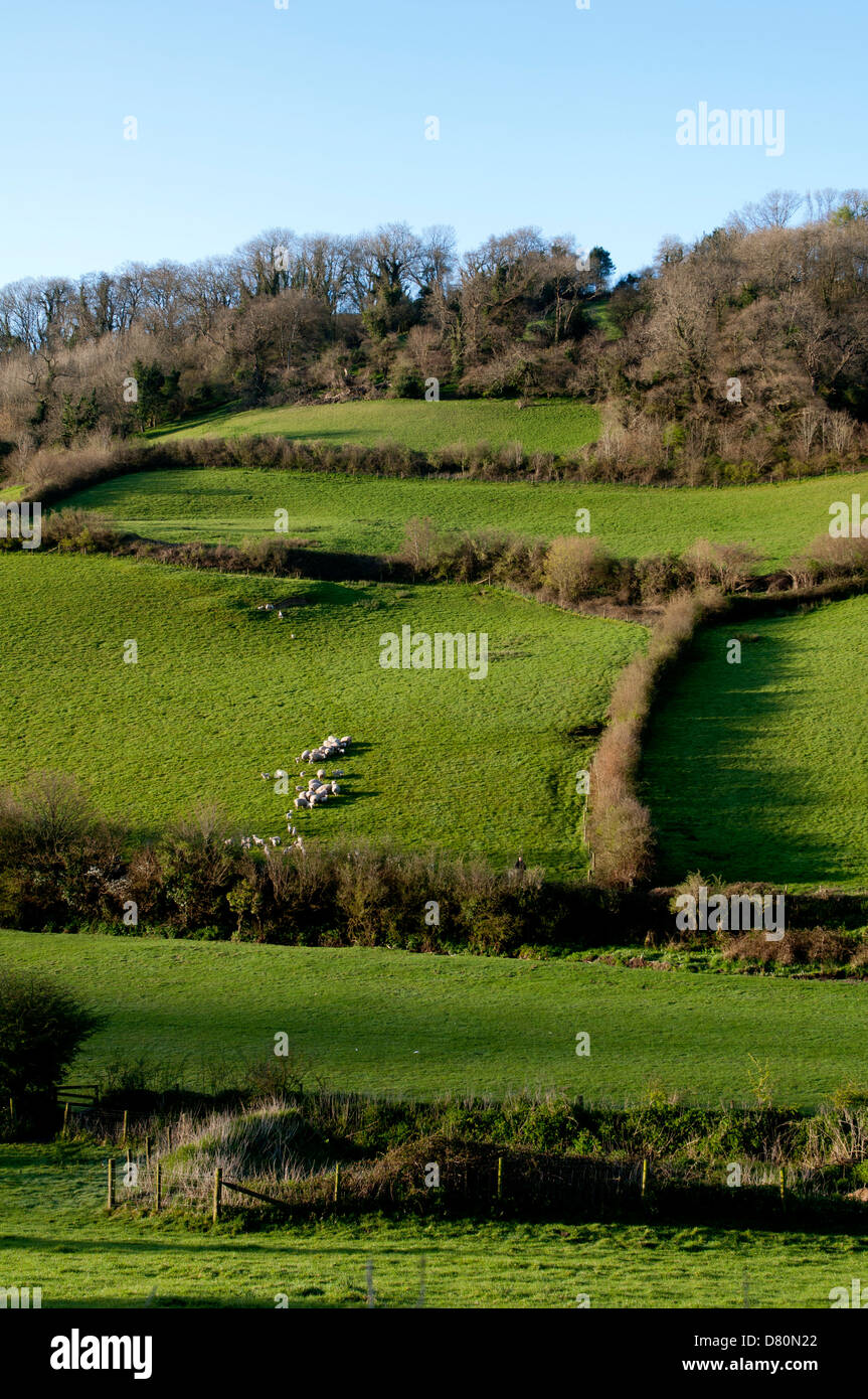 Devon hillside hi-res stock photography and images - Alamy