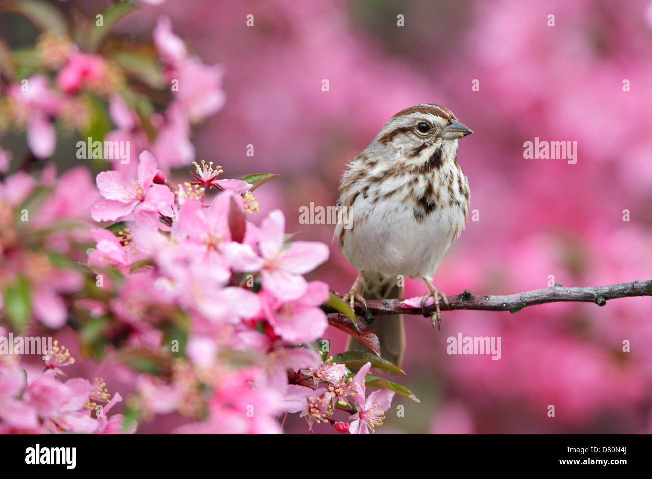 Song Sparrow Singing in Crabapple Flowers bird songbird Ornithology ...