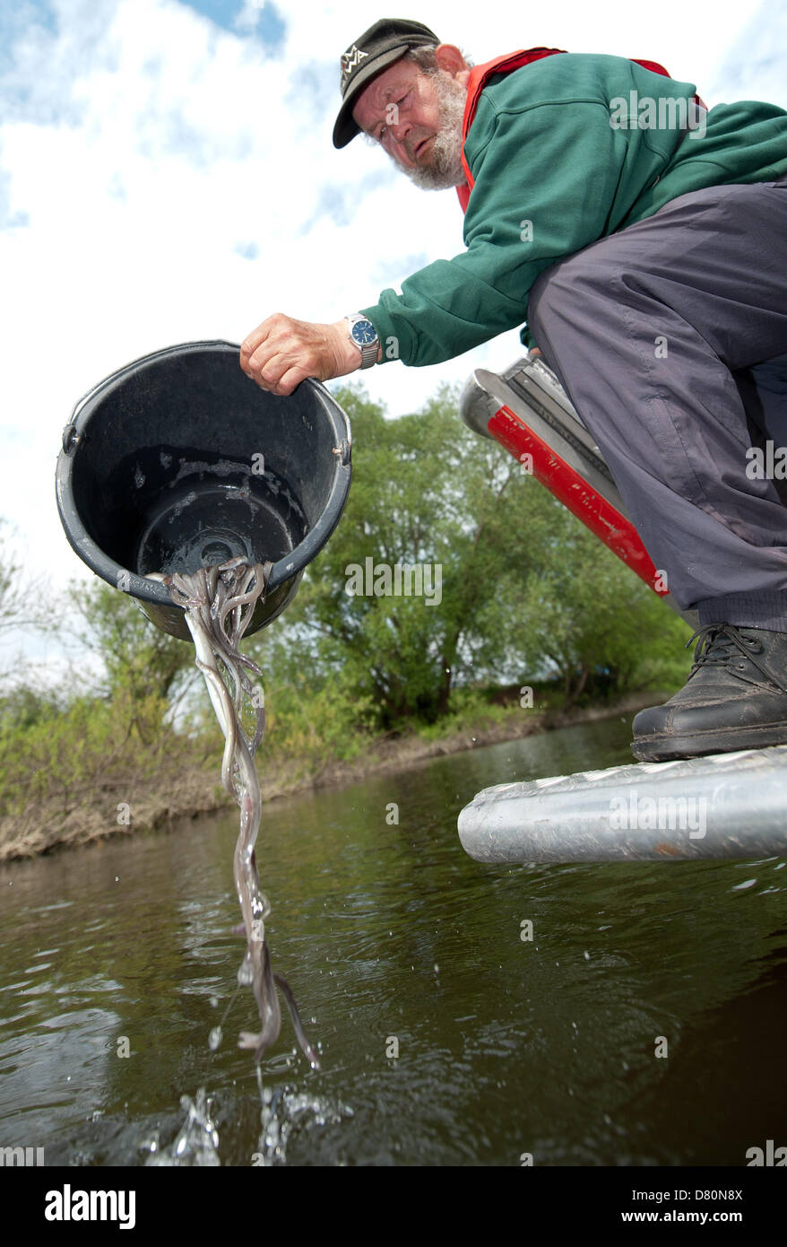 Fisher Richard Kruse pours a bucket of young eels into the Elbe River ...