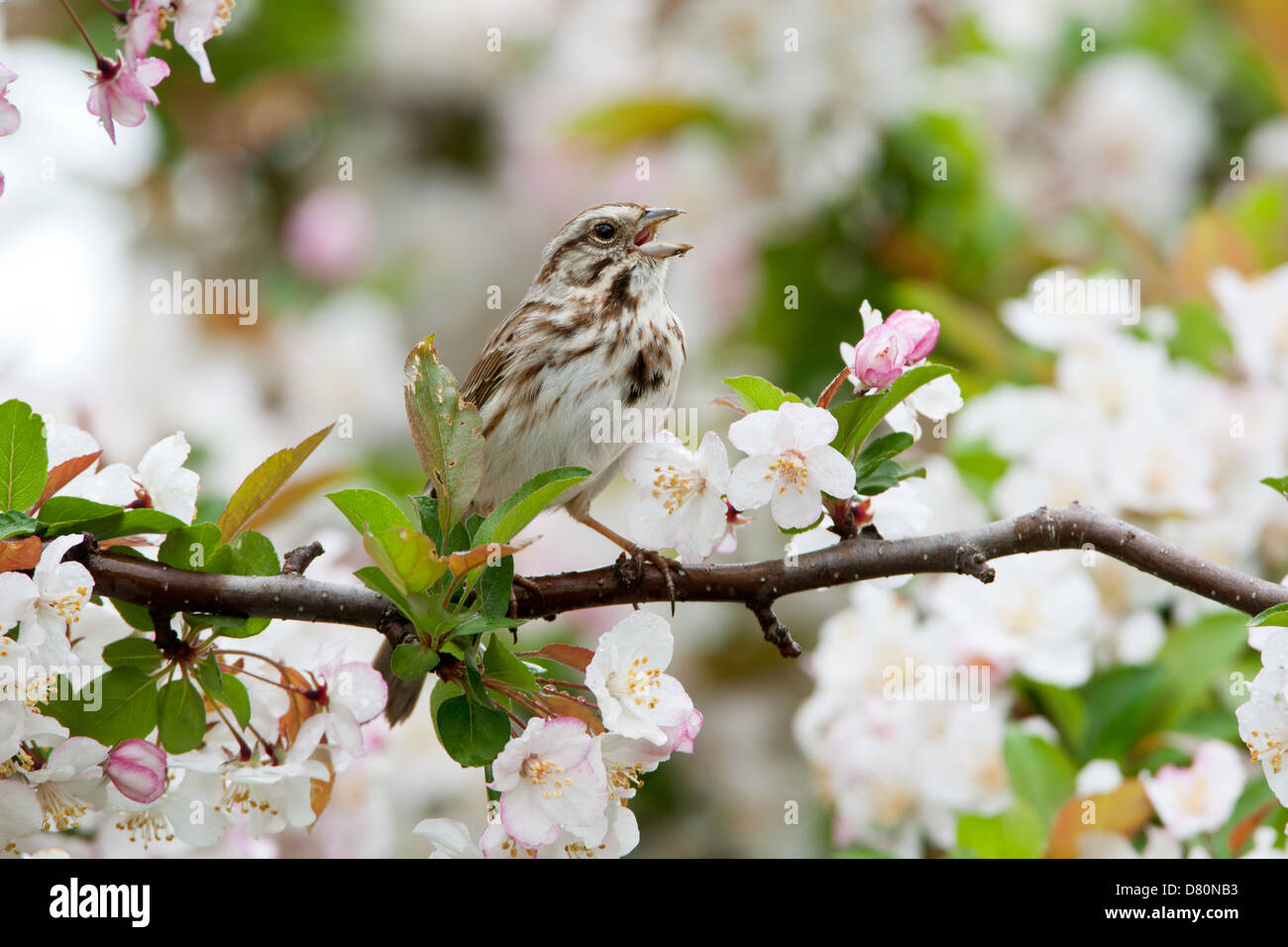 Song Sparrow singing in Crabapple Flowers bird songbird Ornithology ...