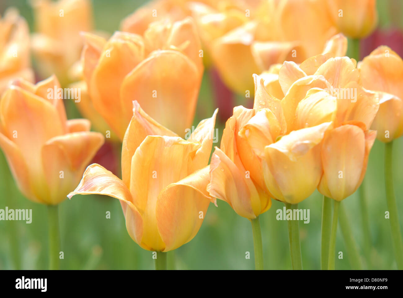 Yellow and orange tulips at Tulip Time in Holland, Michigan Stock Photo ...