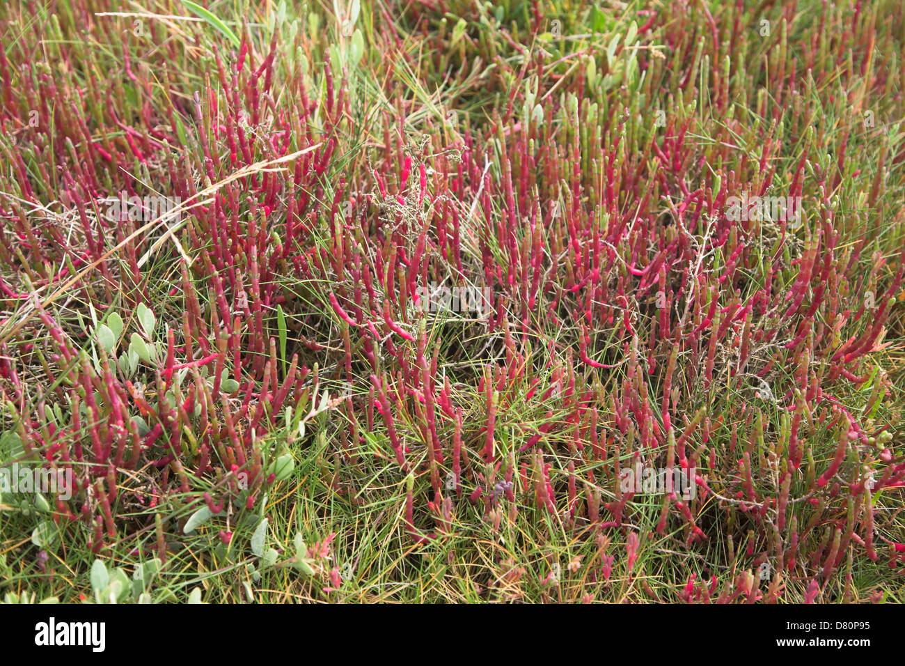 Red glasswort samphire plants growing in marshland, Suffolk, England ...