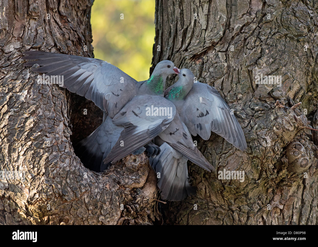 Male And Female Stock Doves, Columba oenas, Displays Courtship, Whilst ...
