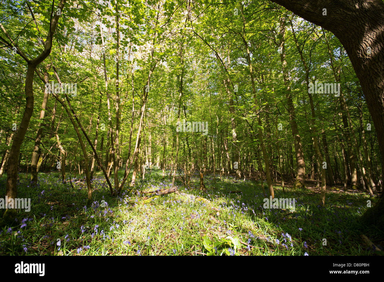 Spring in the woods hi-res stock photography and images - Alamy
