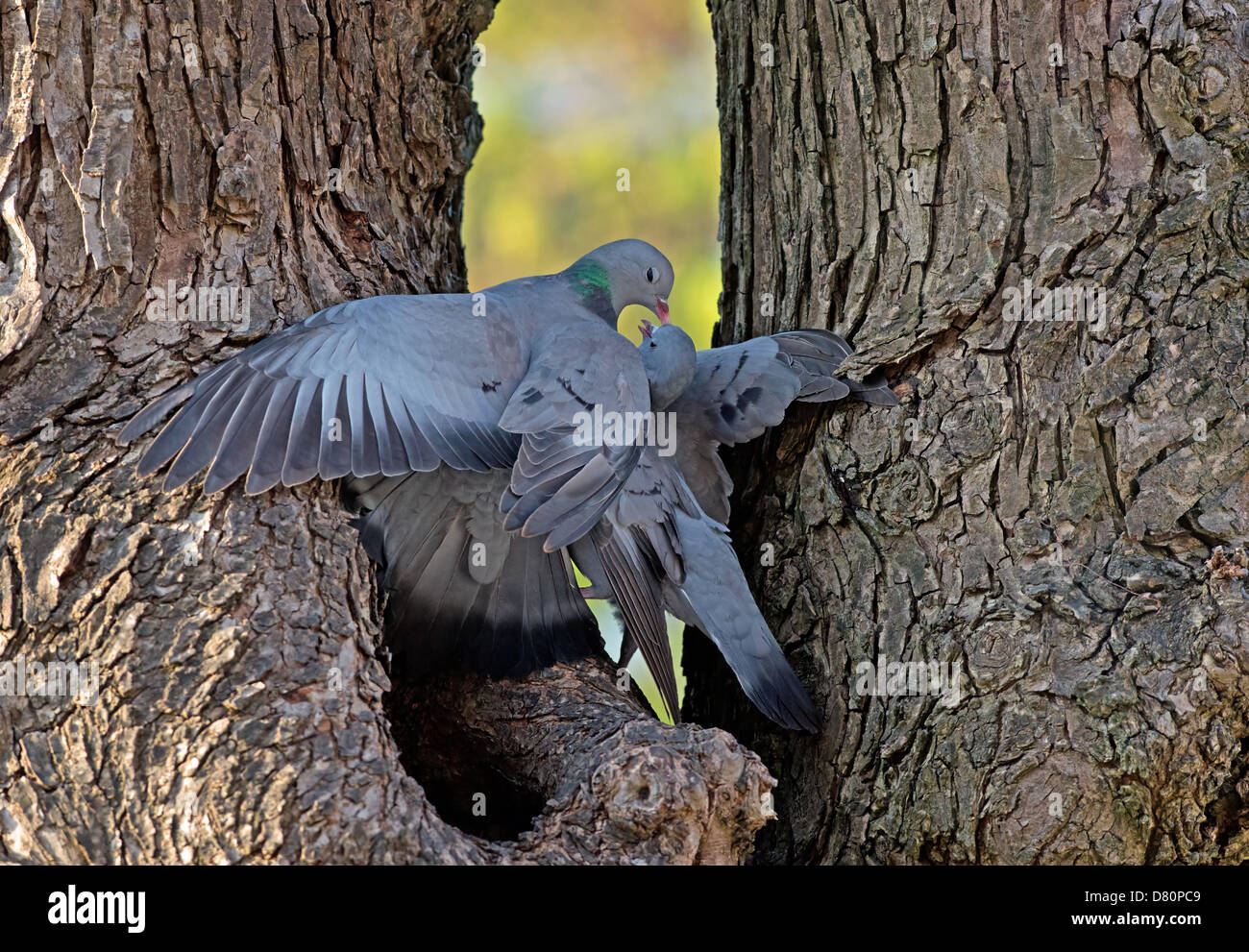 Bonding Displays High Resolution Stock Photography and Images - Alamy