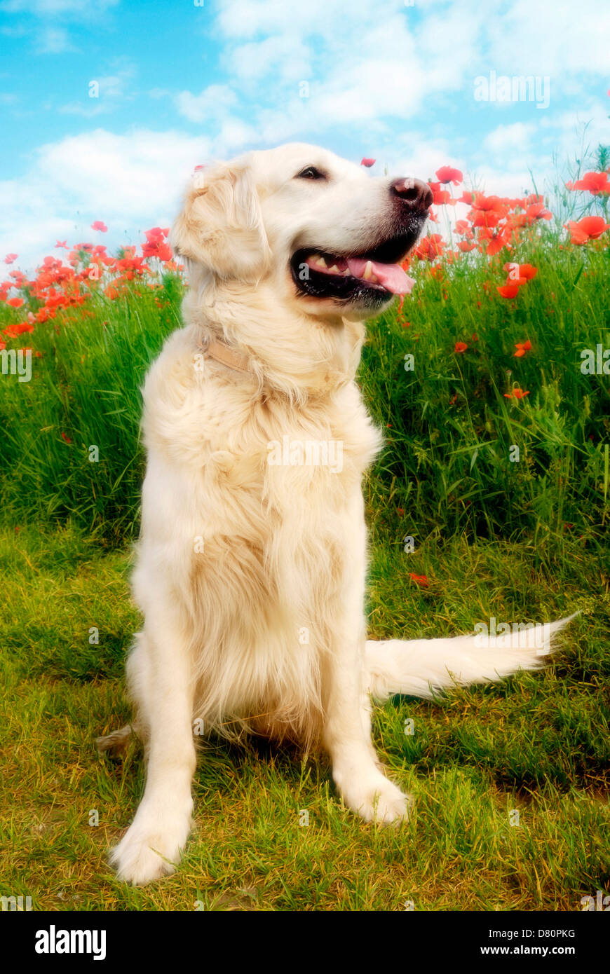 golden retriever dog outdoor Stock Photo - Alamy