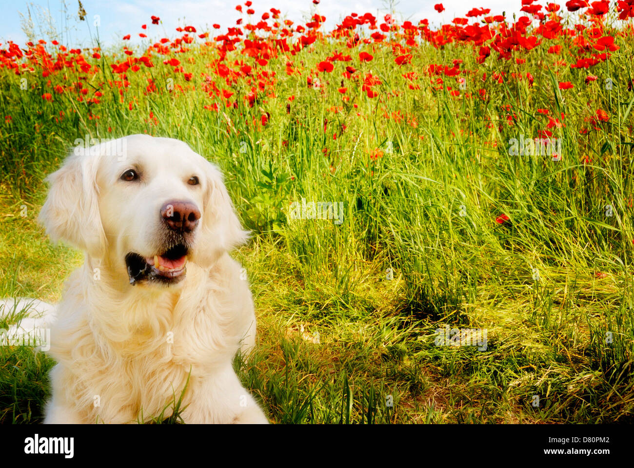 golden retriever dog outdoor Stock Photo - Alamy