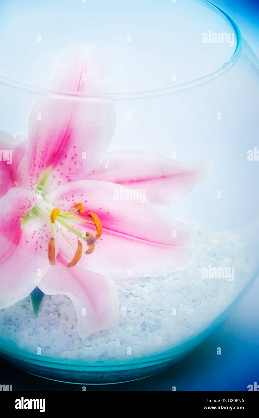 Lily flower pink hi-res stock photography and images - Alamy