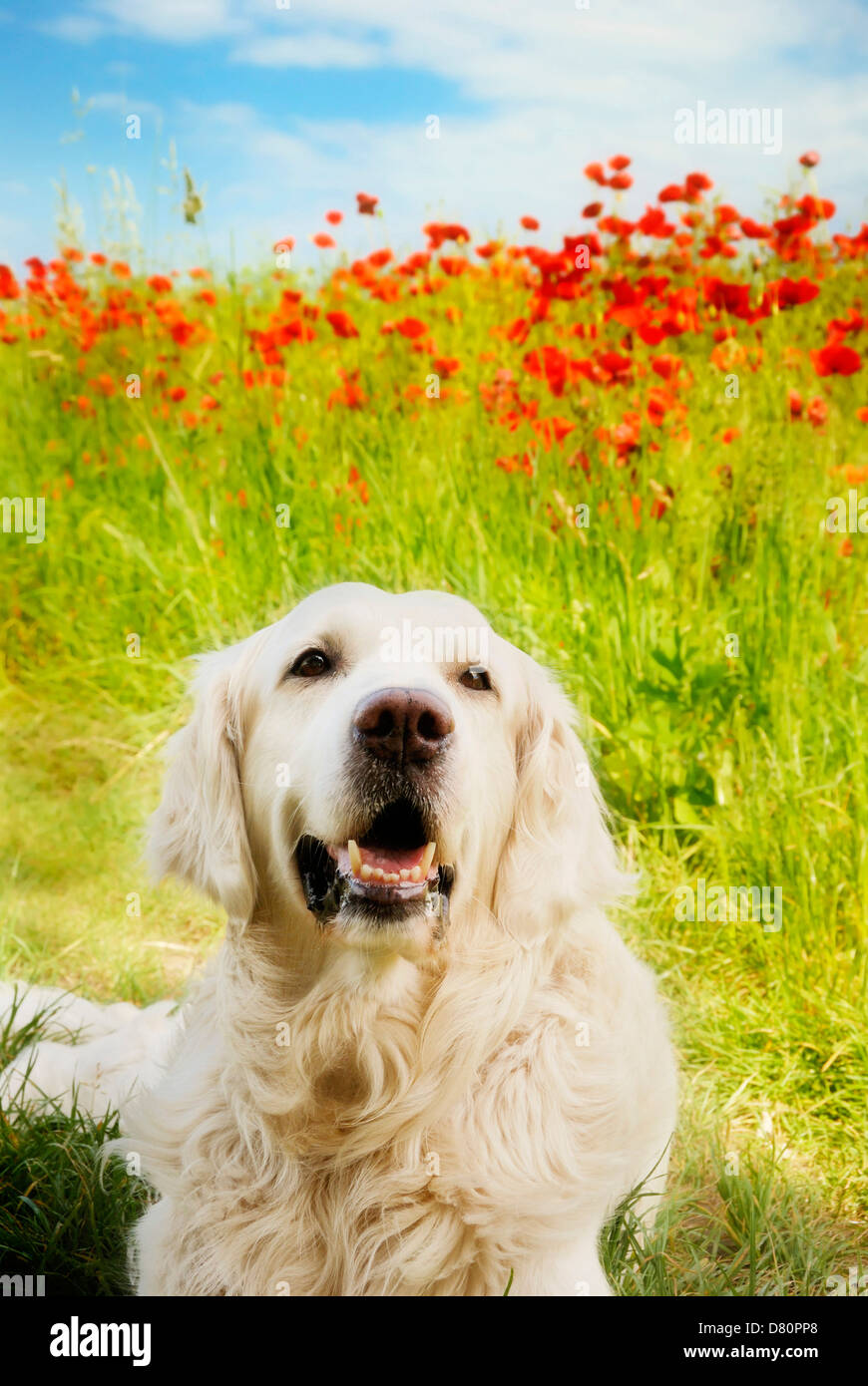 golden retriever dog outdoor Stock Photo - Alamy