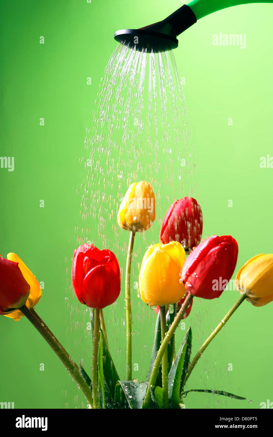 watering tulips flowers Stock Photo - Alamy