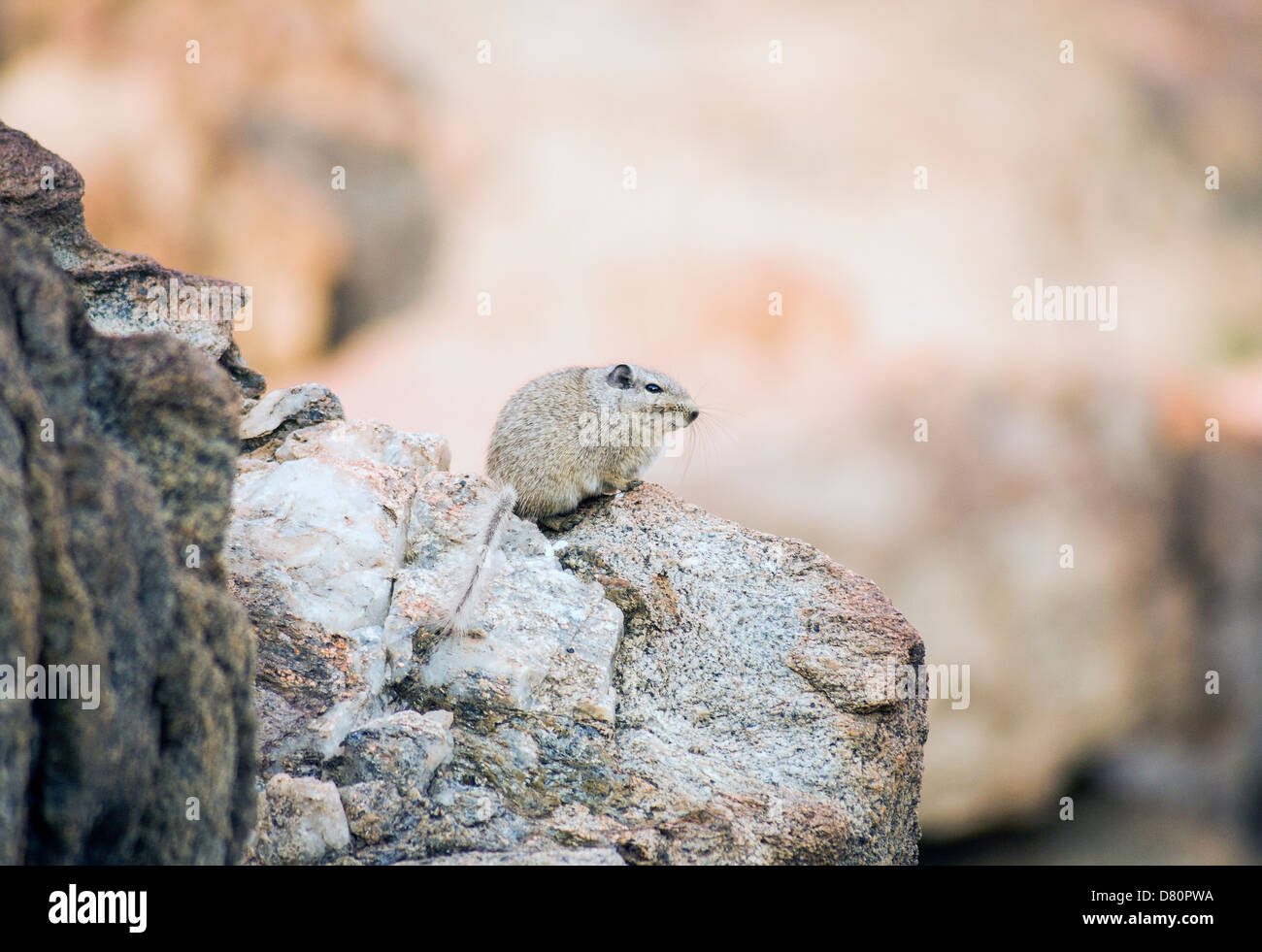 Common african rat hi-res stock photography and images - Alamy
