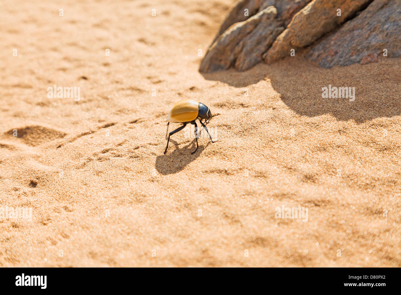 Namibian desert beetle hi-res stock photography and images - Alamy