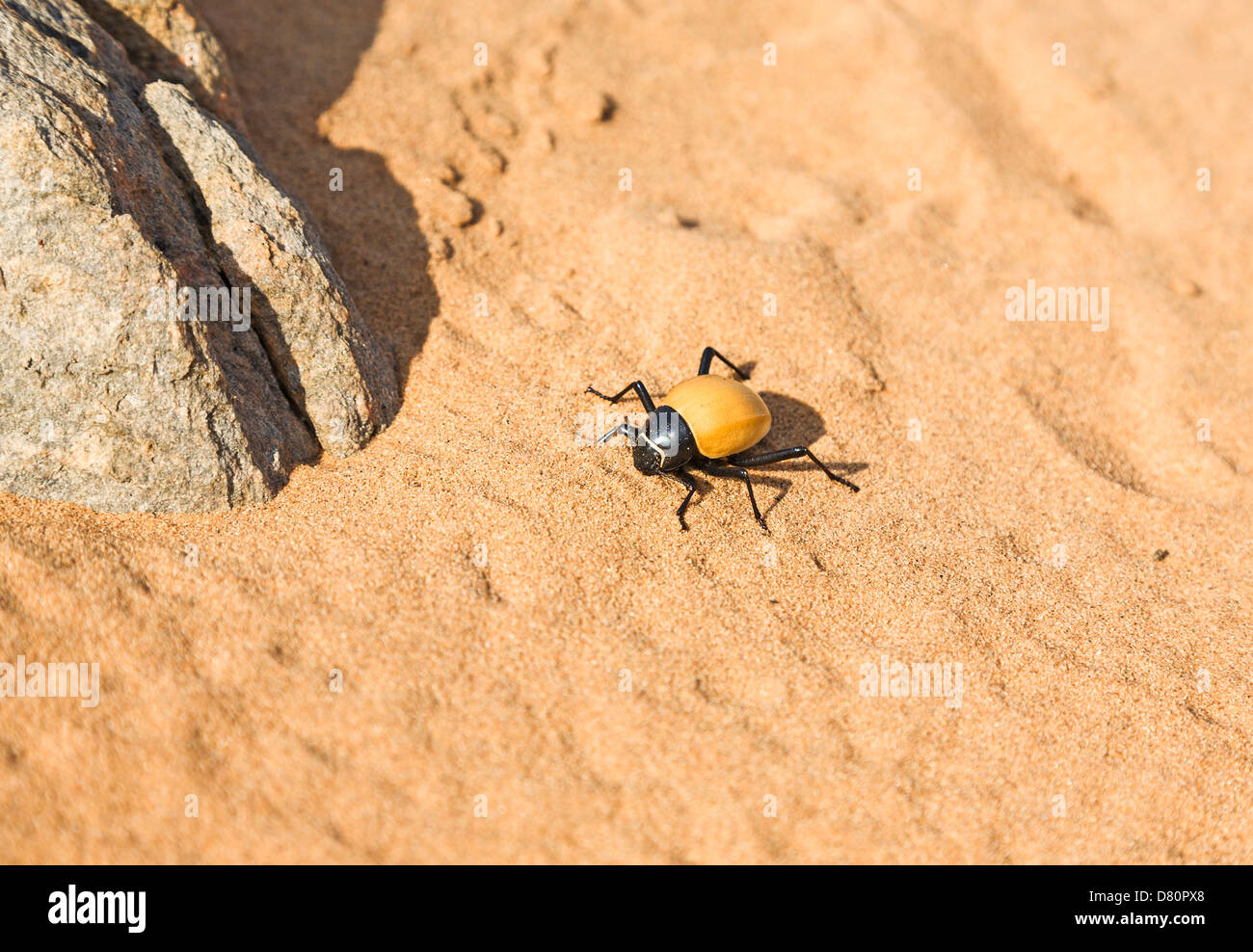 Namibian beetle hi-res stock photography and images - Alamy