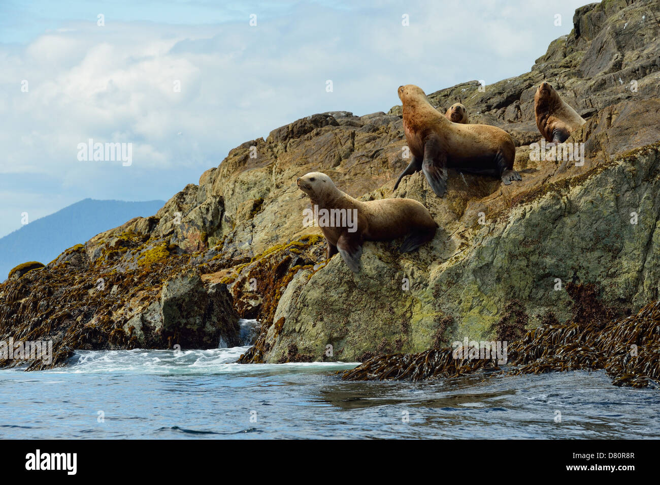 Northern sea lion Eumetopias jubata Gwaii Haanas National Park Haida ...
