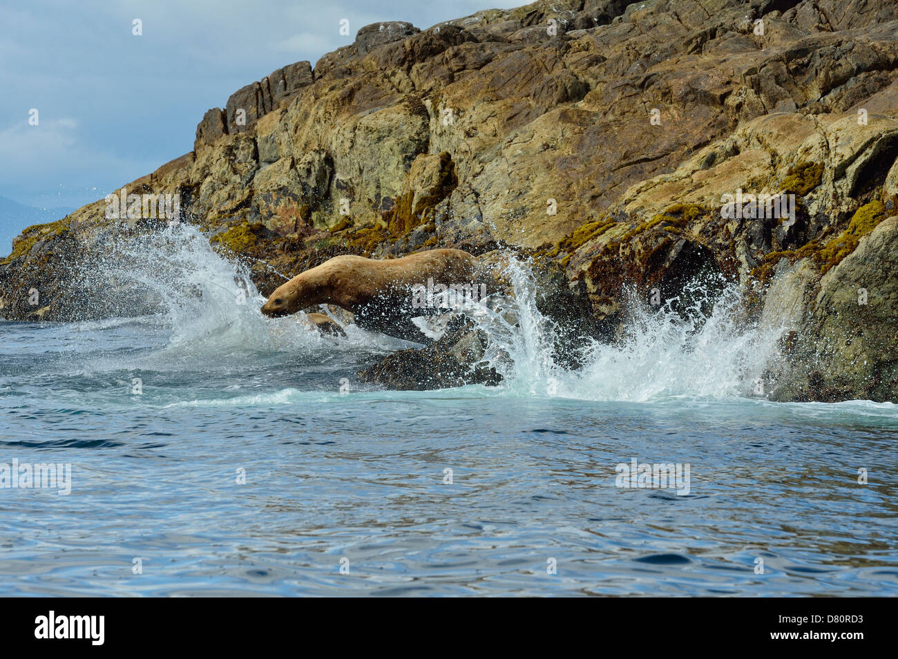 Northern sea lion Eumetopias jubata Gwaii Haanas National Park Haida ...