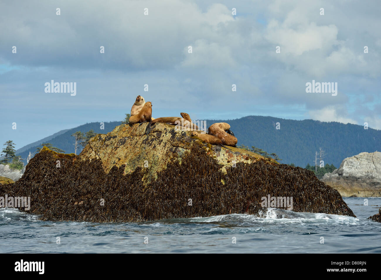 Sea lion gwaii haanas national park hi-res stock photography and images ...