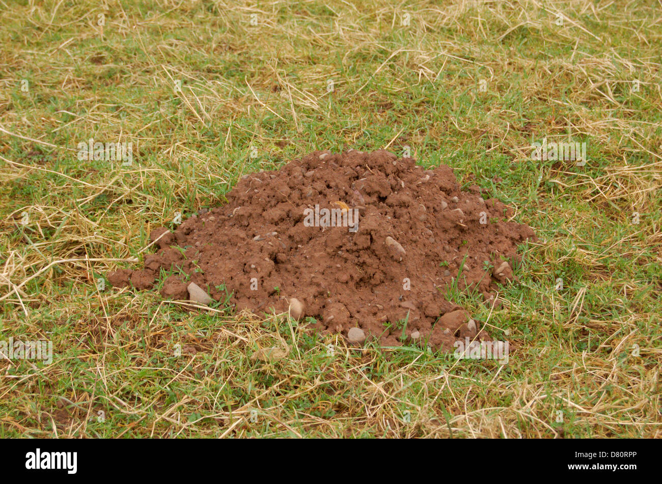 Molehill in a hi-res stock photography and images - Alamy