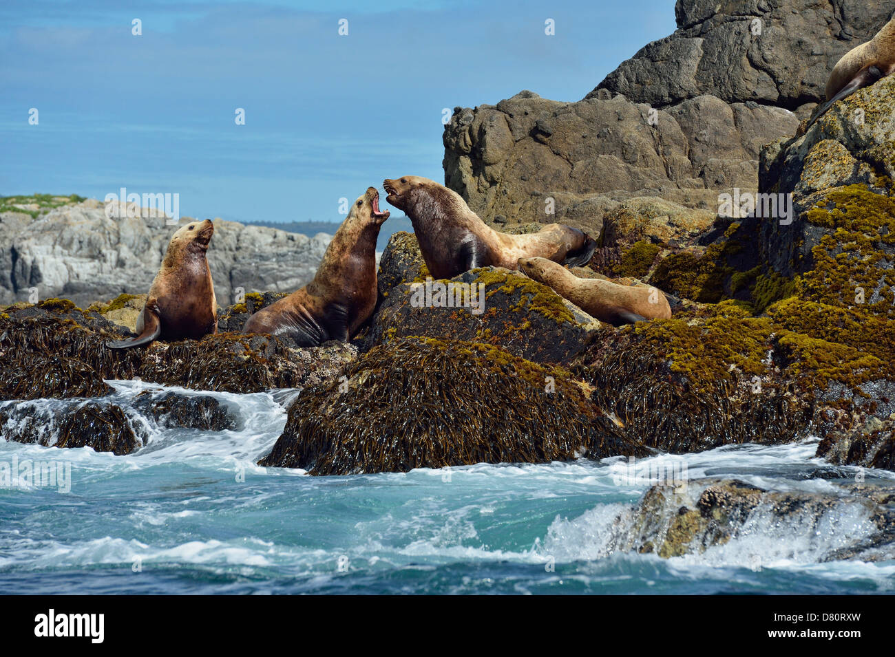Northern sea lion Eumetopias jubata Gwaii Haanas National Park Haida ...
