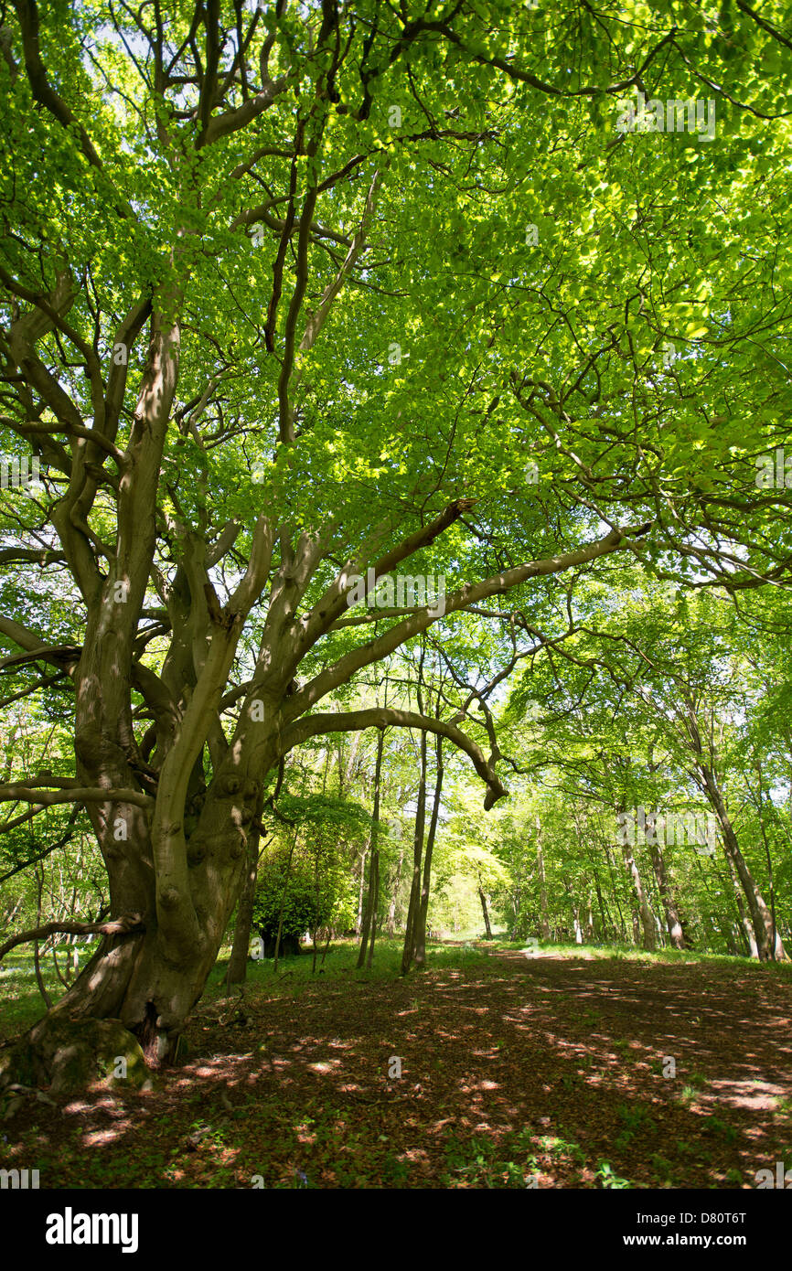 OXFORDSHIRE, UK. A shady tree-lined track in Wytham Woods near Oxford ...