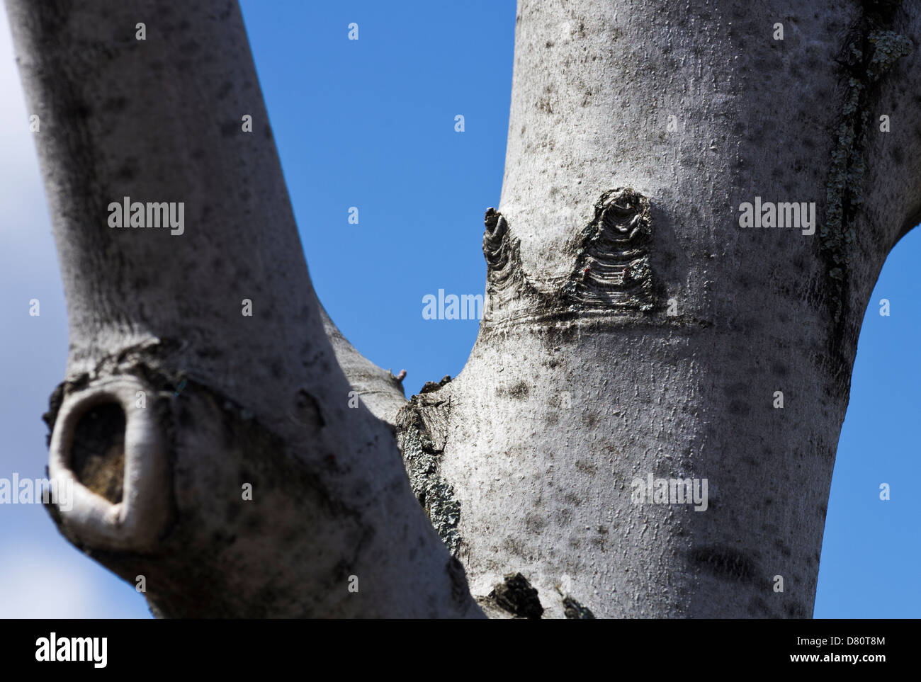 Close up young maple tree hi-res stock photography and images - Alamy