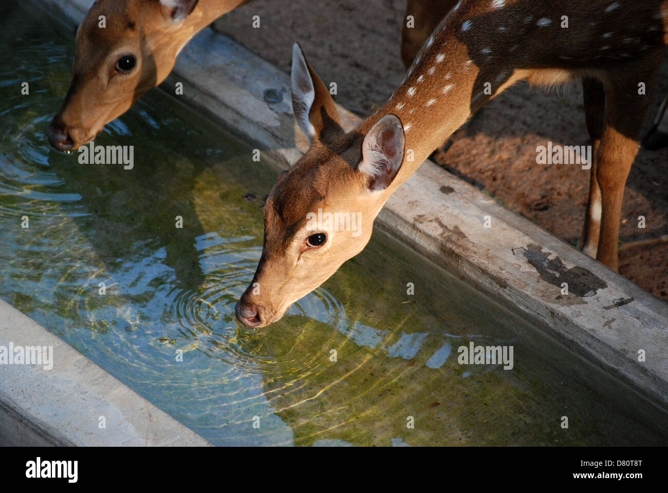 Deer drinking water hi-res stock photography and images - Alamy