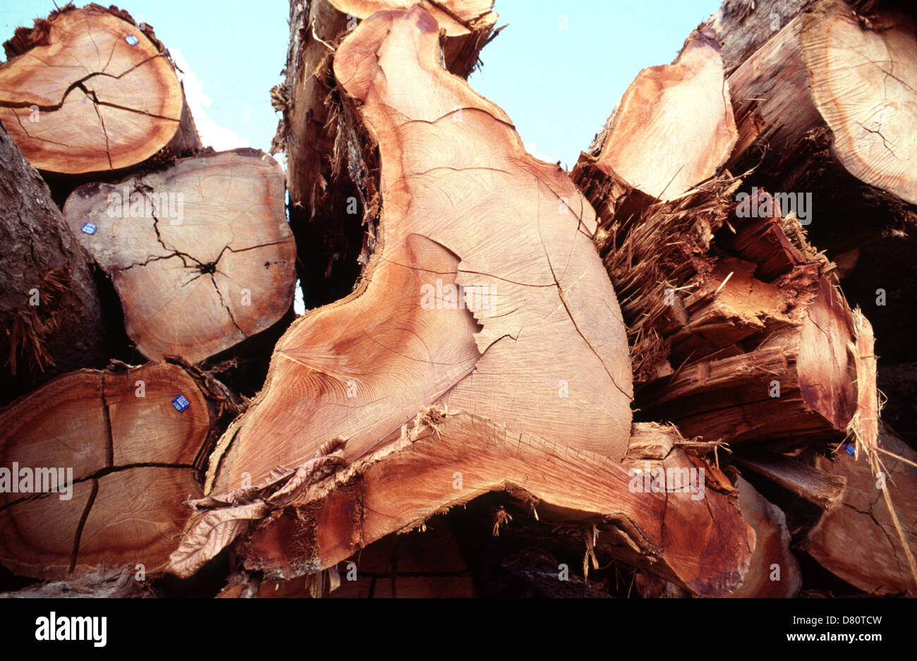 Illegal logging amazon rainforest hi-res stock photography and images ...