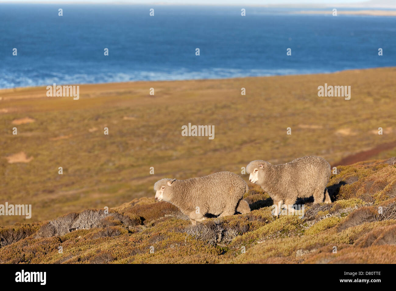 Falklands sheep hi-res stock photography and images - Alamy