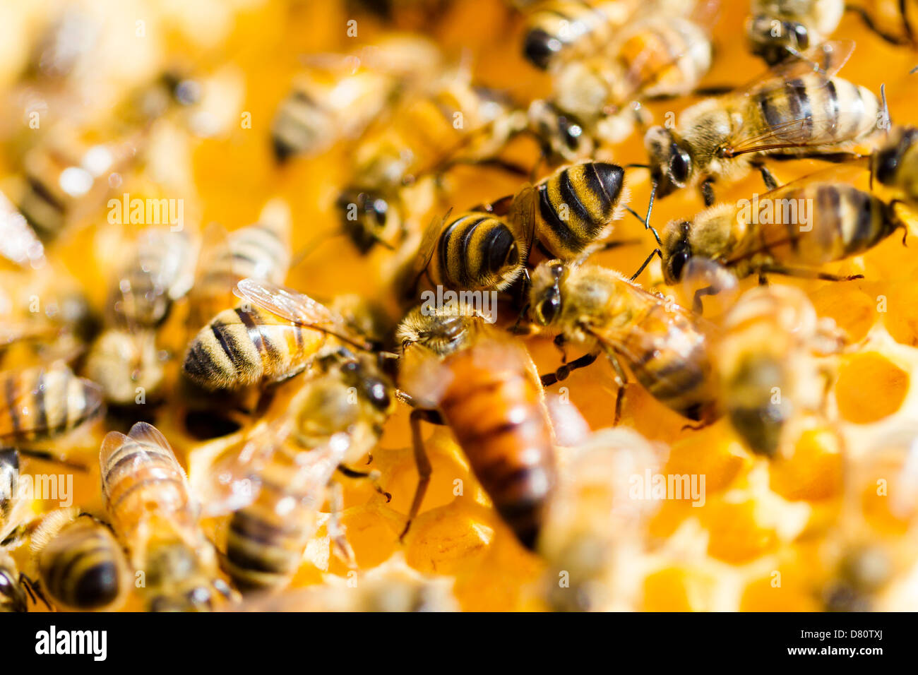 Nurse honey bees hi-res stock photography and images - Alamy