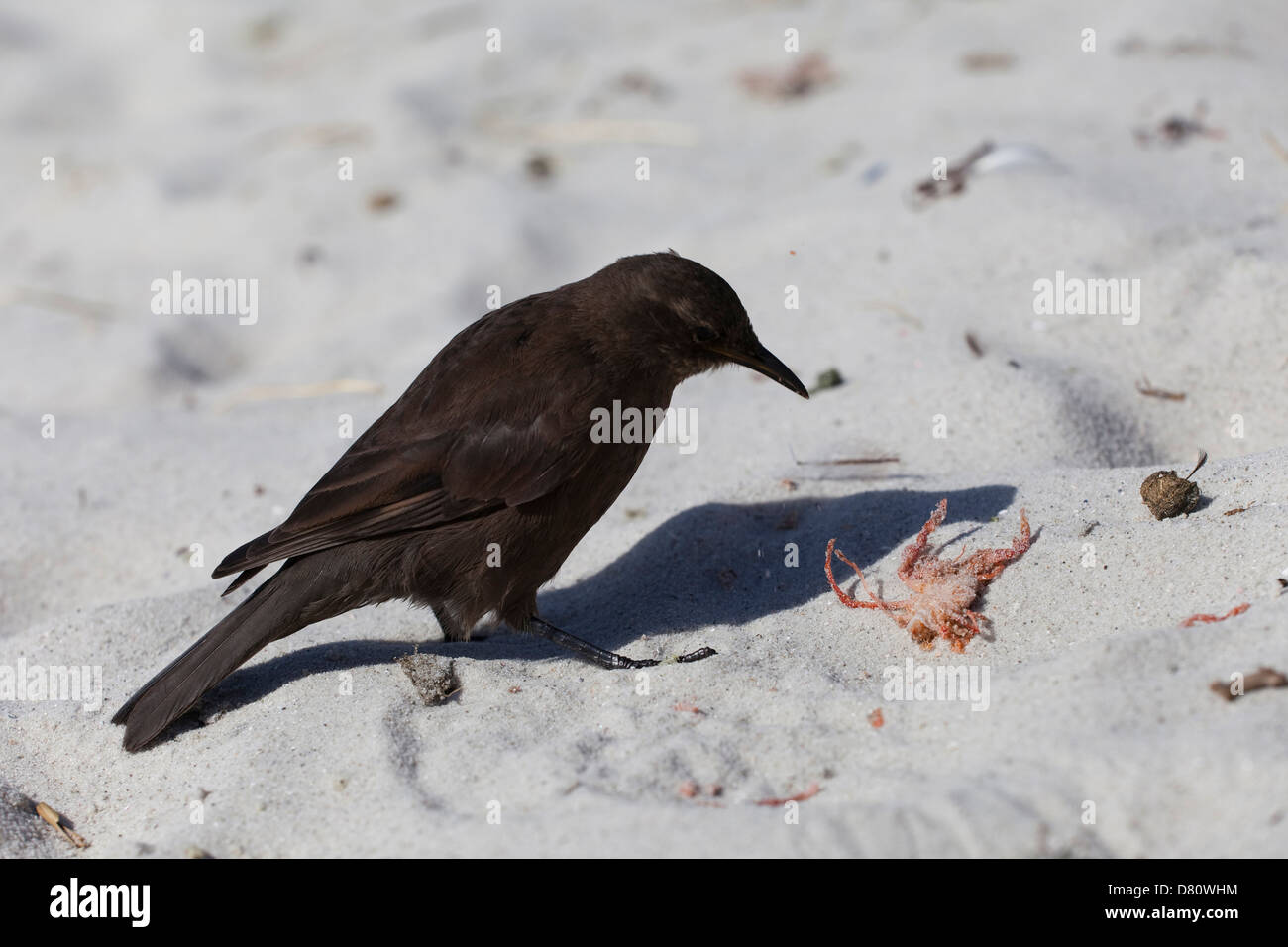 Tussock birds hi-res stock photography and images - Alamy
